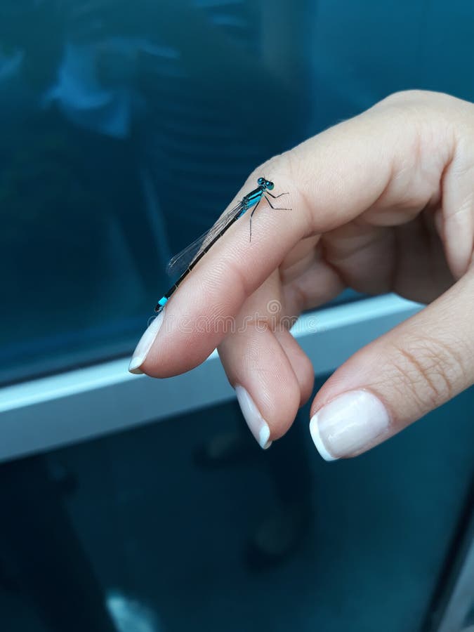 Blue Baby Dragonfly on the Hand Stock Photo - Image of safe, macro ...