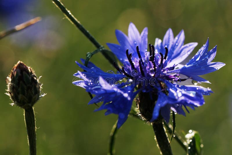 Blue Bachelor Button Flowers Stock Photo - Image of cyanus, blooming ...