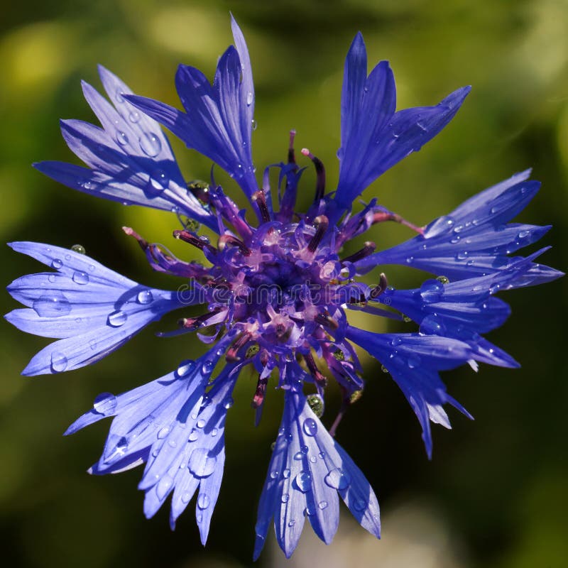 Blue Bachelor Button Flowers Stock Photo - Image of blooming, grass ...