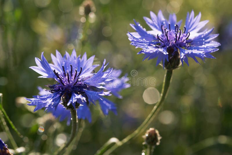 Blue Bachelor Button Flowers Stock Photo - Image of green, animal ...