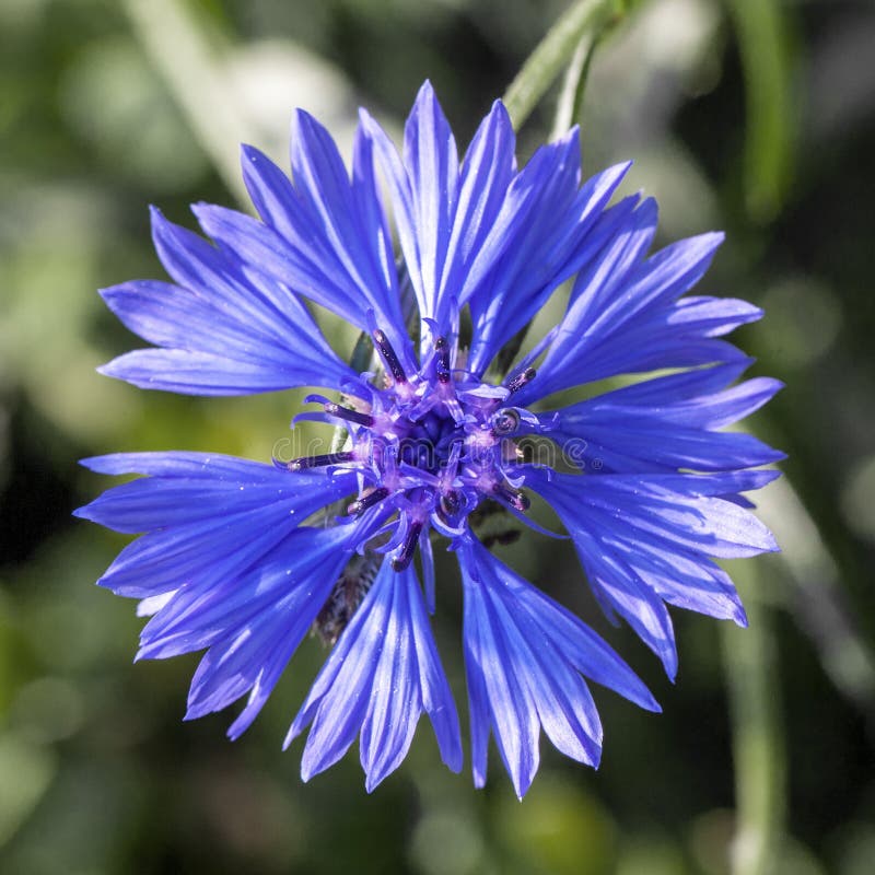 Blue Bachelor Button Flowers Stock Photo - Image of flora, herb: 150220266