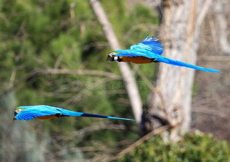 Blue-backed Parrots during Their Flight Stock Photo - Image of rumped ...