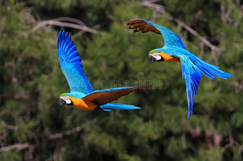 Blue-backed Parrots during Their Flight Stock Image - Image of flying ...
