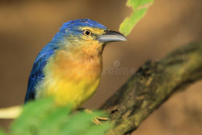 Blue-backed tanager stock photo. Image of cyanicterus - 372684066