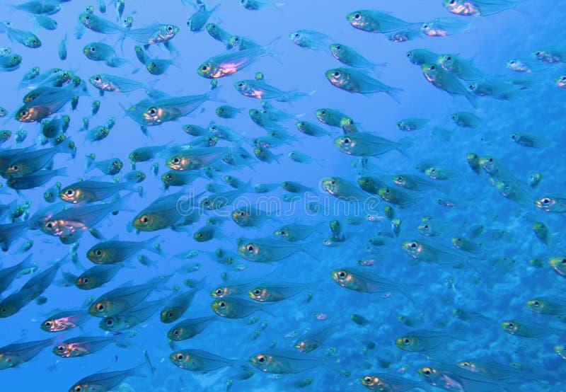 Blue Background with Large Shoal of Fish Stock Photo - Image of magic ...