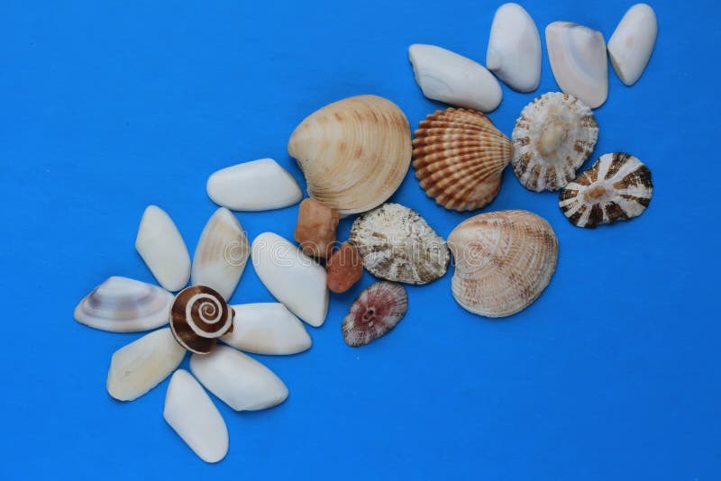 Blue Background with Various Sea Shells Stock Image - Image of border ...