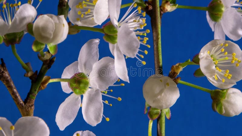 On a Blue Background, White Flowers Bloom on the Branches of the Cherry ...