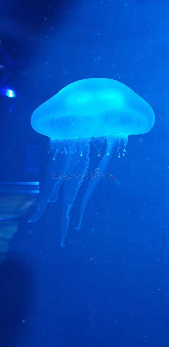 Blue Backlit Jellyfish stock photo. Image of backlit - 249816486