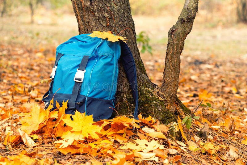 Backpack, Leaves And Apples Stock Photo - Image of tree, landscape ...