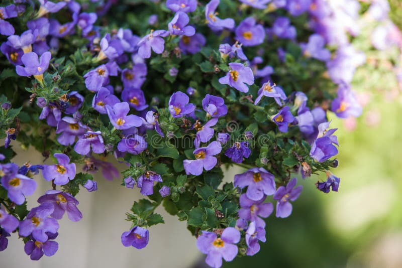 Blue bacopa stock image. Image of colorful, cultivated - 96329295