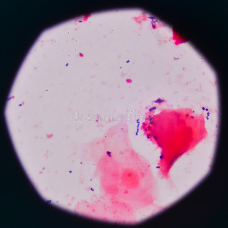 Blue bacteria cells stock image. Image of microscope - 96653037