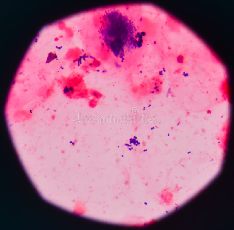 Blue bacteria cells stock photo. Image of microscope - 96653058