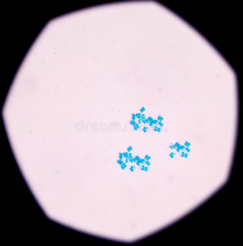 Blue bacteria stock image. Image of capsule, fine, gram - 63192925