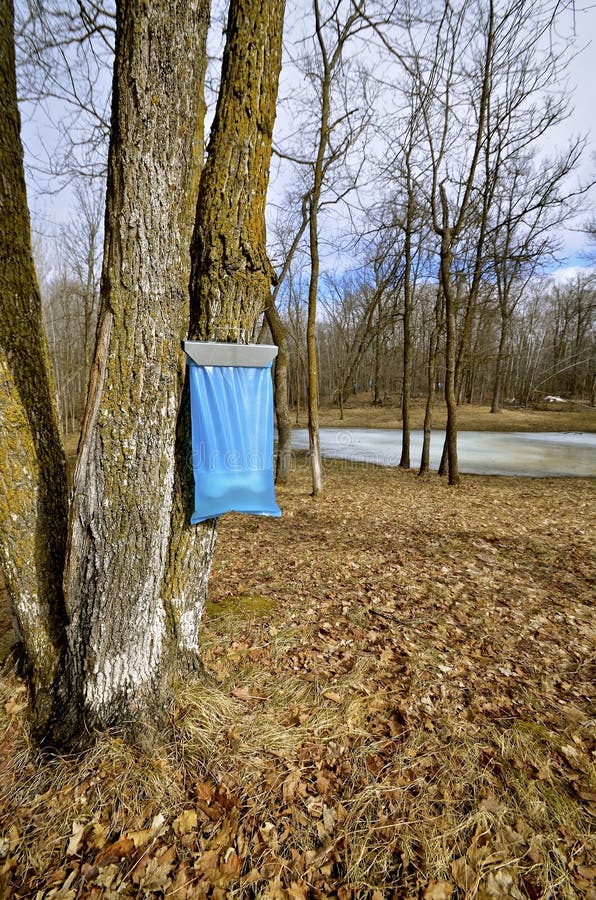 Blue Bag Collecting Maple Sap Stock Image - Image of rural, outdoors ...