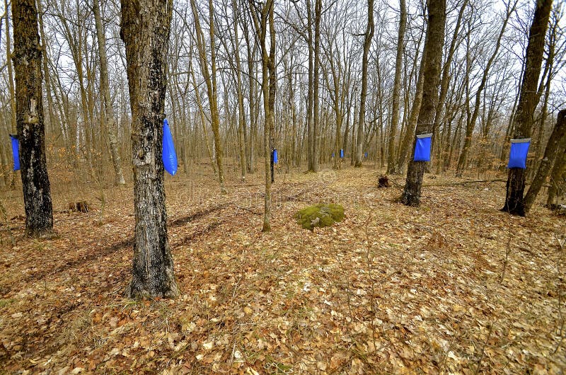 Blue Bag Collecting Maple Sap Stock Image - Image of rural, outdoors ...
