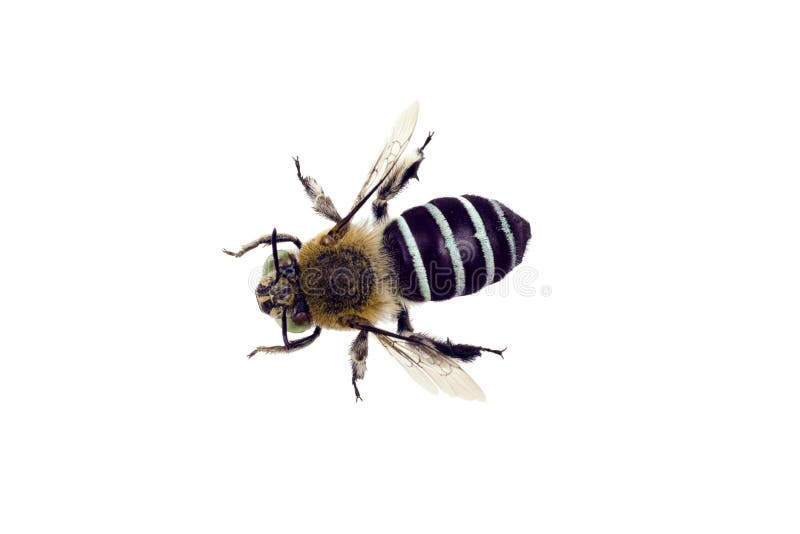 Blue Banded Bee stock image. Image of insects, wasp, buzz - 18265065