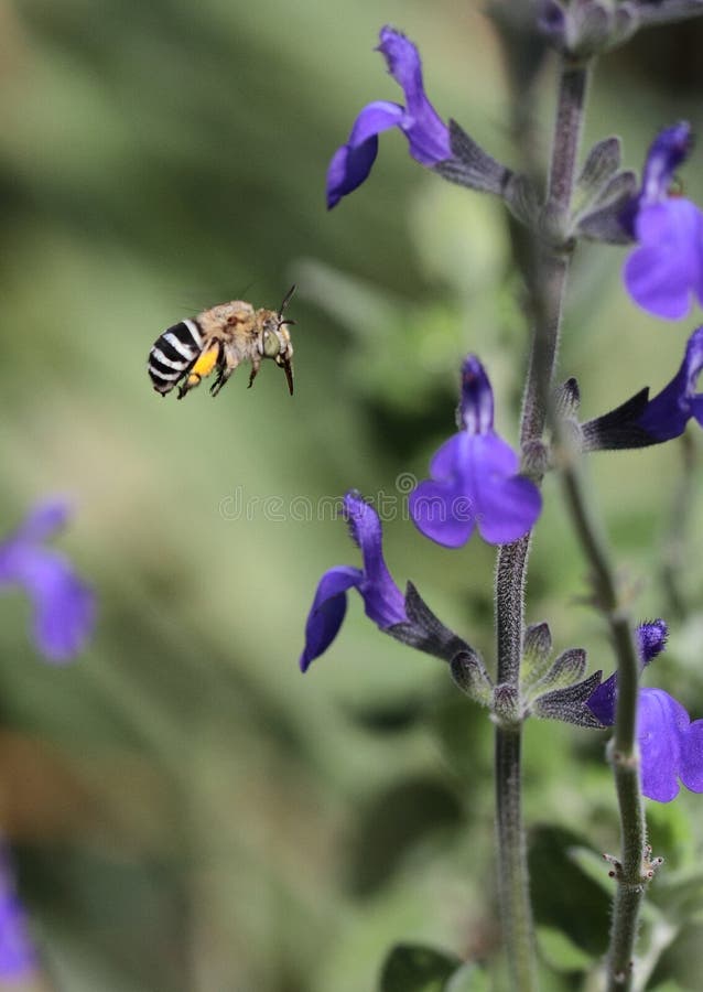 Blue Banded Bee Picture. Image: 23870047