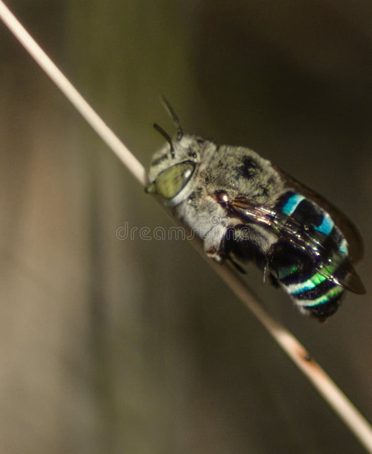 BLUE BANDED BEE stock photo. Image of blue, nature, insect - 206910020