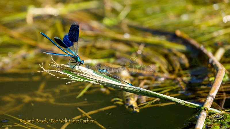 Blue Banded Dragonfly at a River Stock Image - Image of dragon, odonata ...