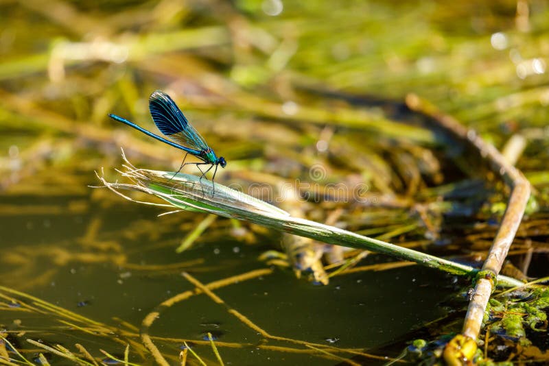 Blue Banded Dragonfly at a River Stock Photo - Image of perch, metallic ...