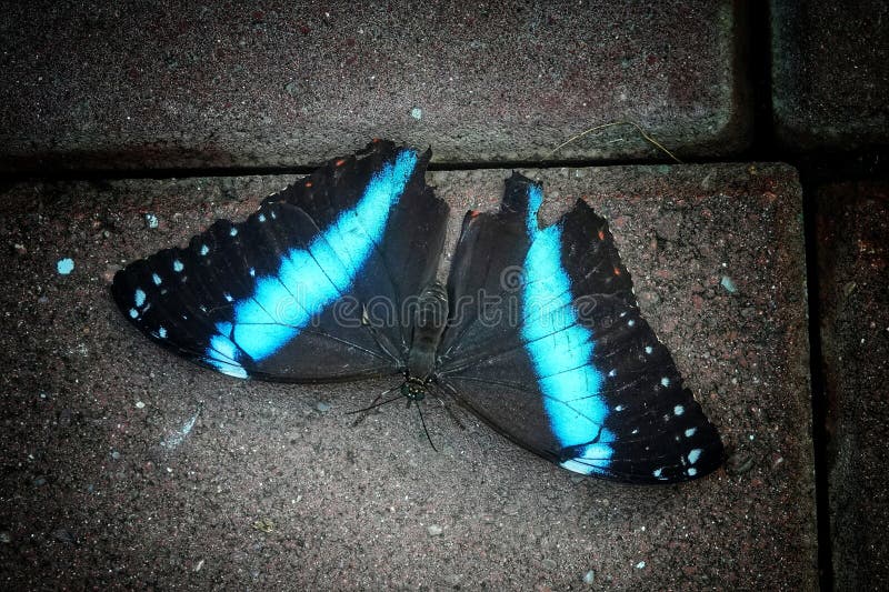 Blue Banded Morpho Butterfly at Antipa Museum in Bucharest Stock Photo ...