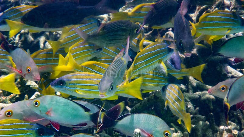 Blue Banded Snapper, Bigeye Emperor, Maldives. Stock Photo - Image of ...