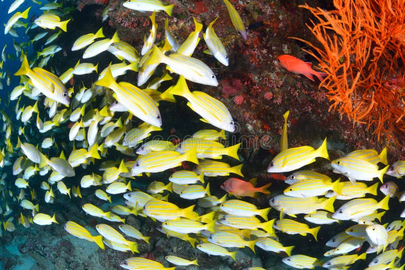 Blue banded snapper stock photo. Image of ecosystem, diving - 73855926