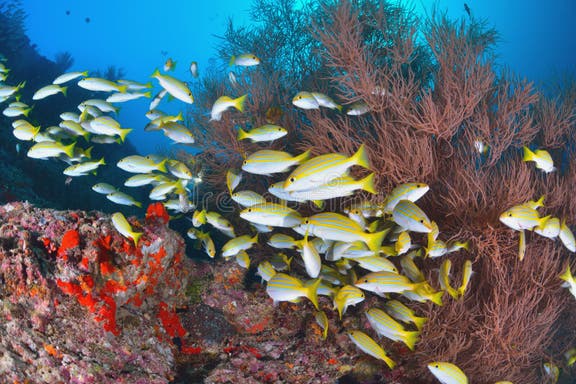 Blue banded snapper stock photo. Image of anthia, aquatic - 73857164