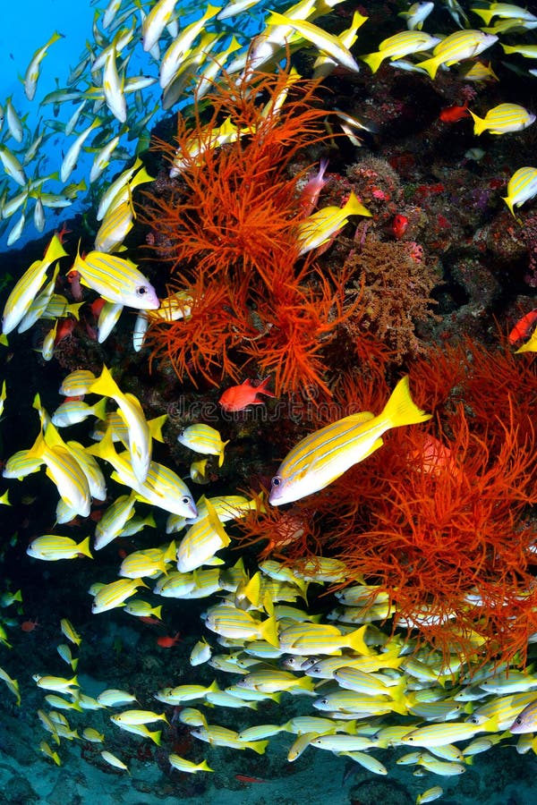 Blue banded snapper stock image. Image of anthia, bluestriped - 73858007