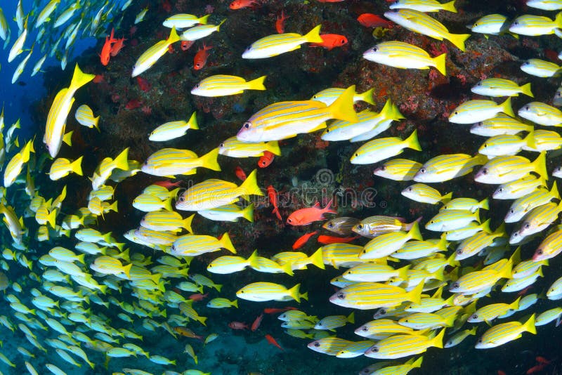 Blue banded snapper stock image. Image of fairy, drop - 73858447