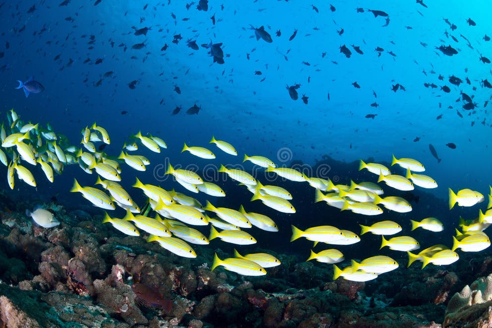 Blue banded snapper stock photo. Image of micronesia - 73858526