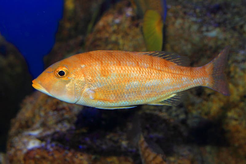 Blue banded snapper stock image. Image of marine, japan - 46010673