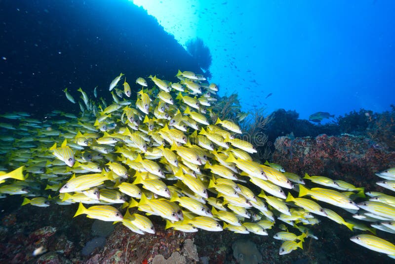 Blue banded snapper stock image. Image of fairy, drop - 73858447