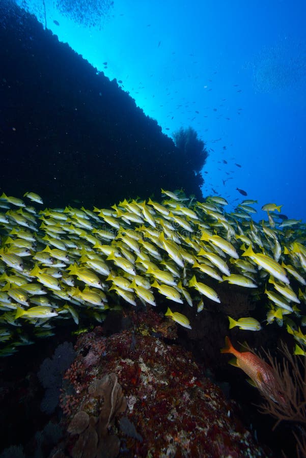 Blue banded snapper stock image. Image of fish, nature - 73094413