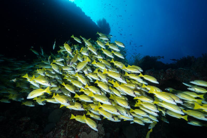 Blue banded snapper stock photo. Image of snapper, environment - 73094414