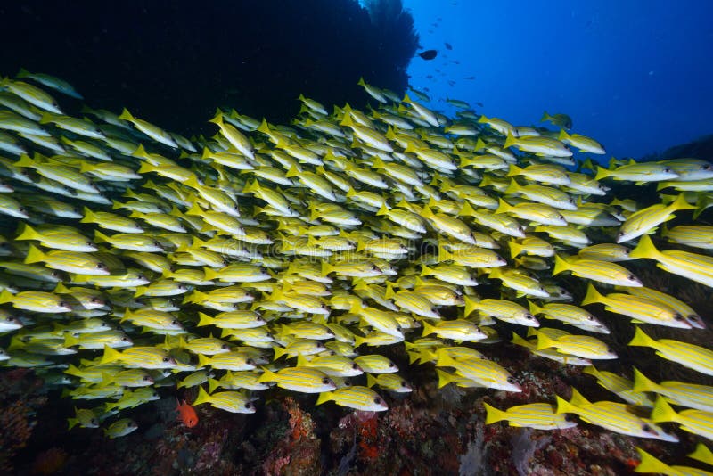 Blue banded snapper stock photo. Image of snapper, maldives - 73094422
