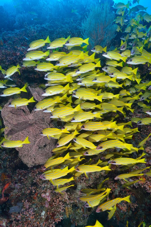 Blue banded snapper stock photo. Image of coral, beauty - 73094430
