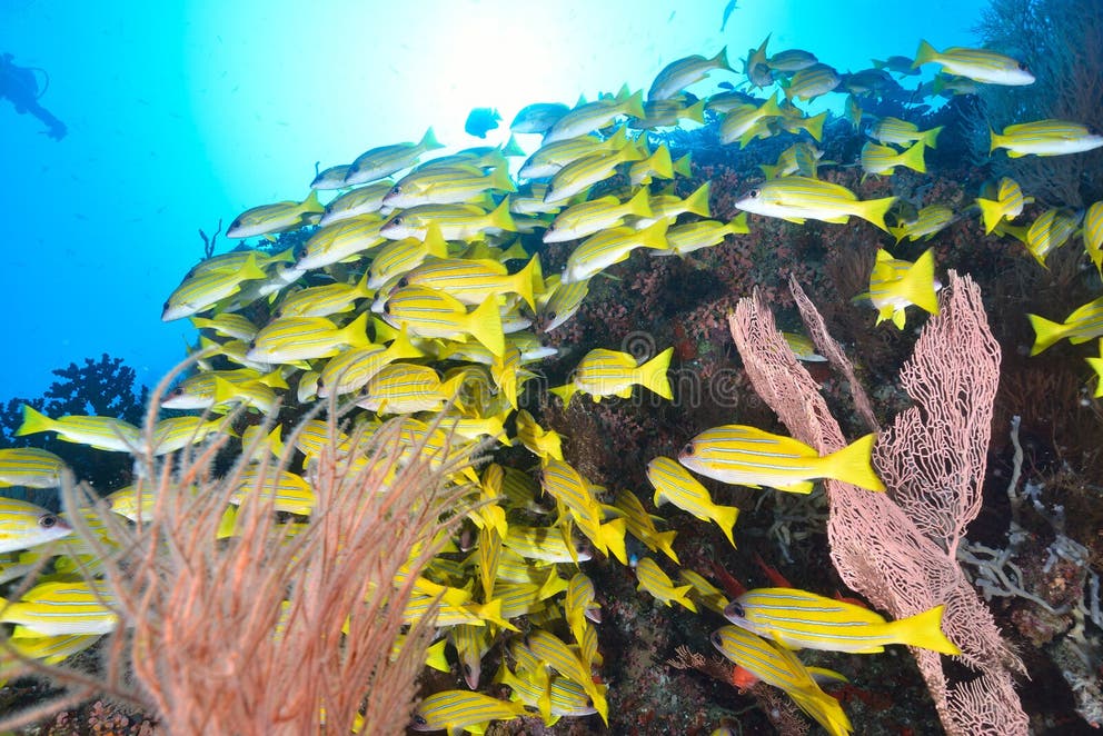 Blue banded snapper stock image. Image of stripe, maldives - 73094437