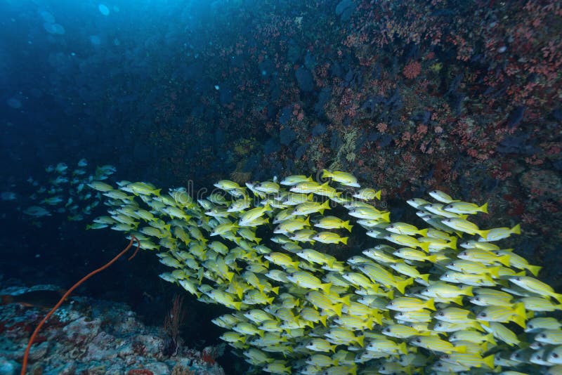 Blue banded snapper stock image. Image of coral, scuba - 73094849