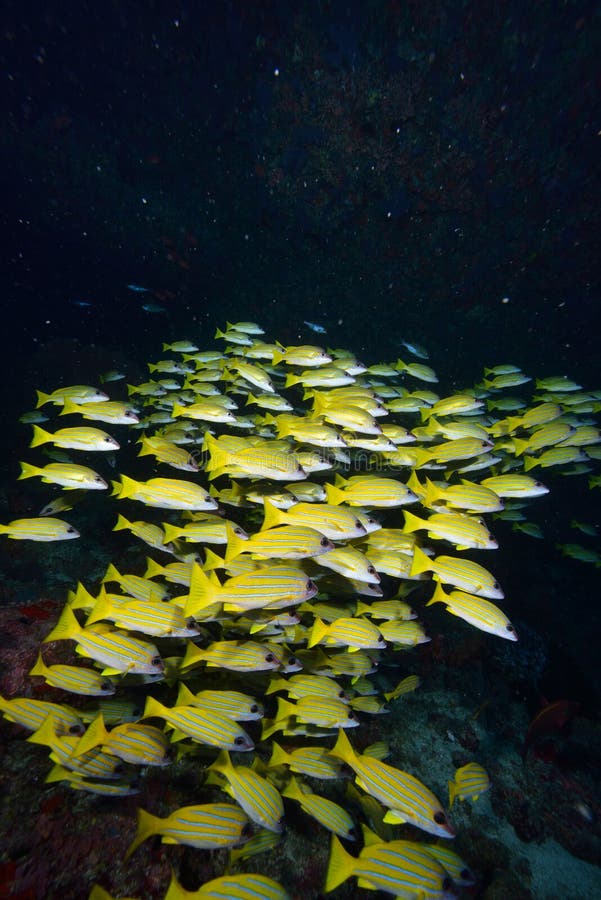 Blue banded snapper stock image. Image of nature, aquatic - 73095461