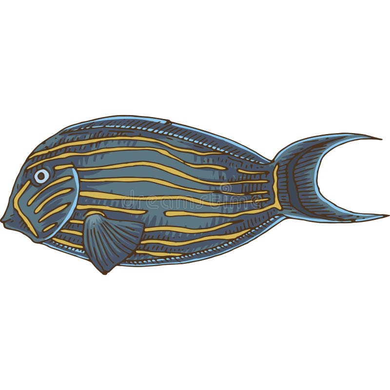 Surgeonfish stock vector. Illustration of blue, life - 13904462