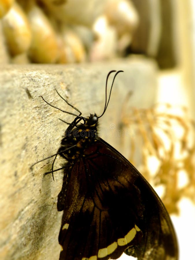Blue-Banded Swallowtail Butterfly 2 Stock Image - Image of butterfies ...
