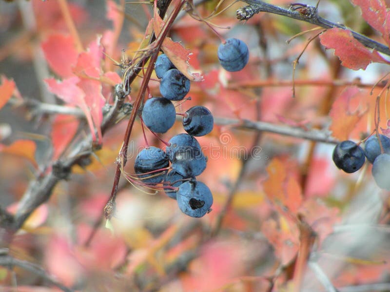 Blue barberry branch stock photo. Image of piperidge - 50363622