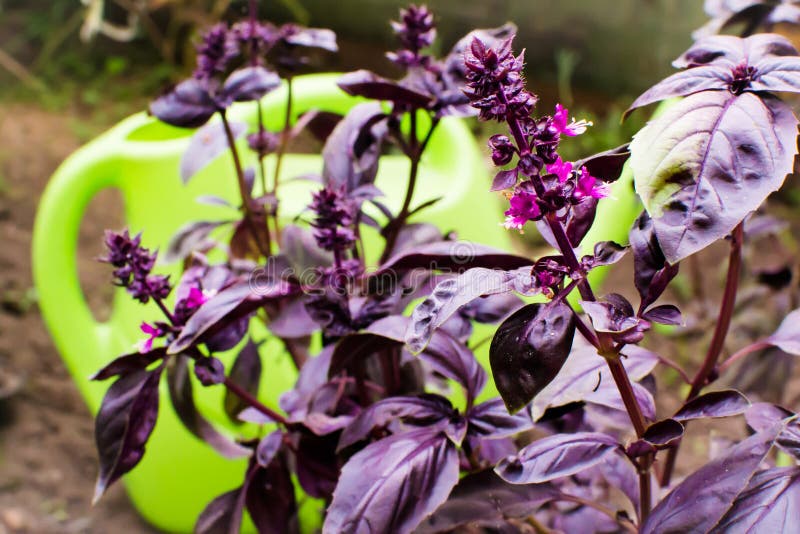 Blue basil stock photo. Image of margarita, blue, magenta - 257944282