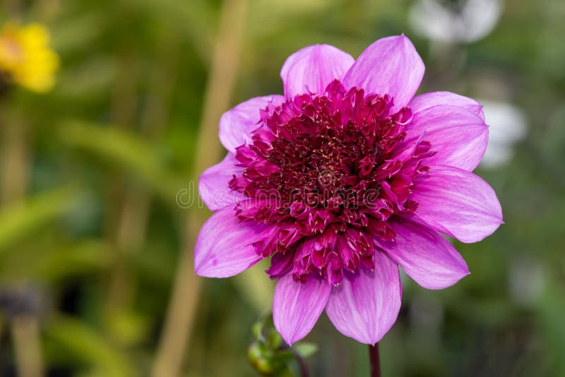 Blue bayou dahlia stock image. Image of outdoor, macro - 239231681