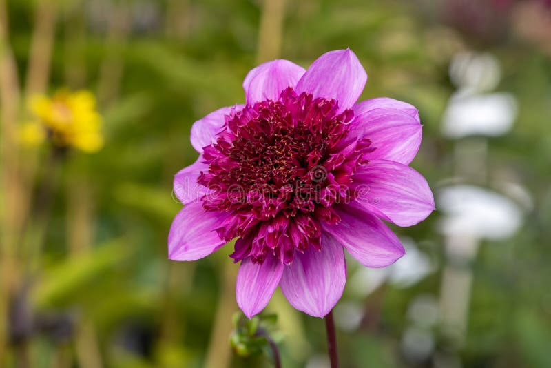 Blue bayou dahlia stock image. Image of beautiful, inflorescence ...