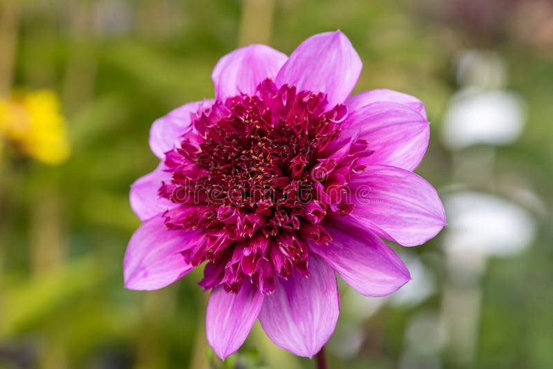 Blue bayou dahlia stock photo. Image of horizontal, flower - 239231860