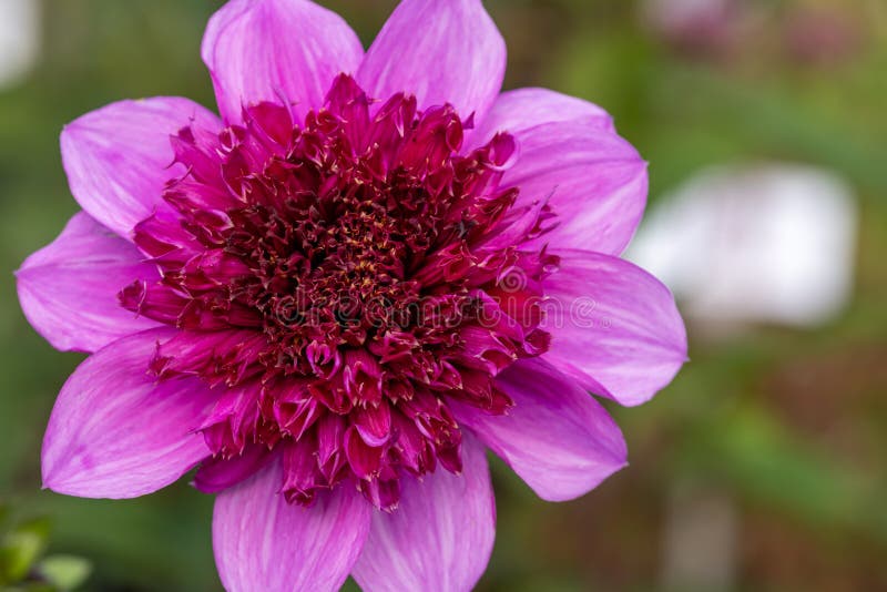 Blue bayou dahlia stock photo. Image of botany, flora - 239232378