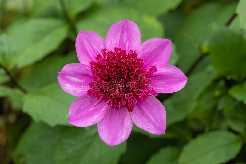 Blue bayou dahlia stock photo. Image of macro, blooming - 239232544