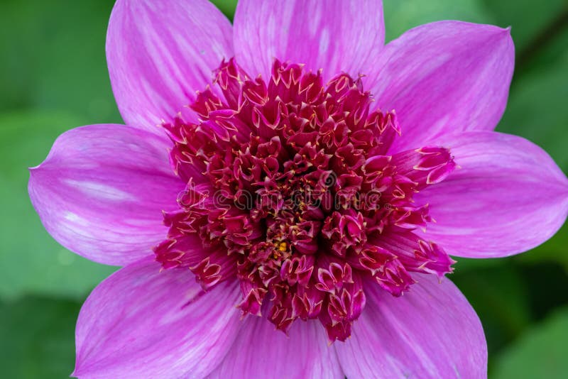 Blue bayou dahlia stock image. Image of inflorescence - 239232681